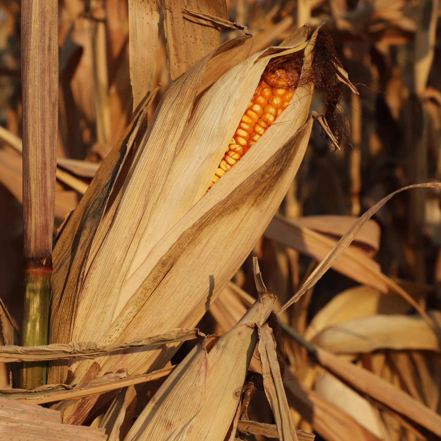 Master of Science in Agronomy | AgroHort Online | Nebraska