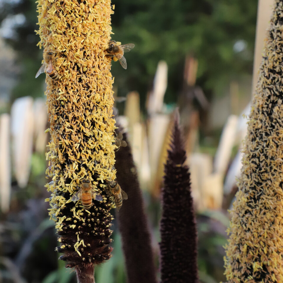 Master of Science in Agronomy | AgroHort Online | Nebraska